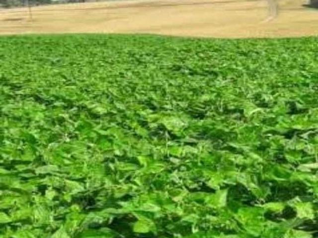 Fazenda para Venda em Guareí/SP Vila Mazzei 3 Quartos