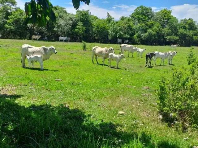 Fazenda para Venda em Gurinhatã/MG Zona Rural
