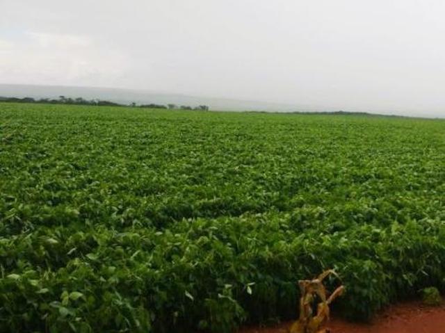 Fazenda para Venda em Diamantino