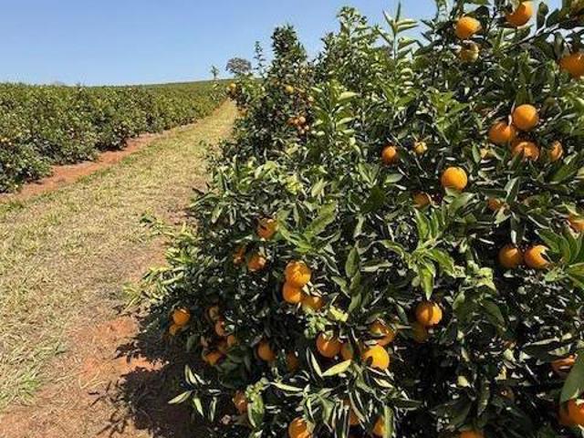 Fazenda para Venda em Elói Mendes, RURAL