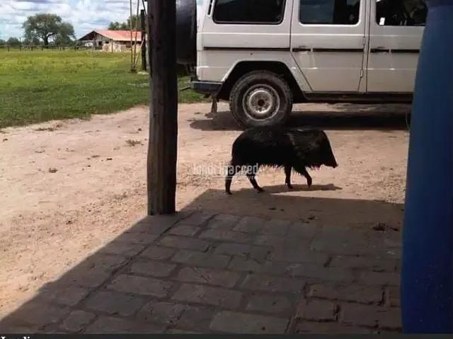 Fazenda para Venda em Foz do Iguaçu/PR Área Rural de Foz do Iguaçu