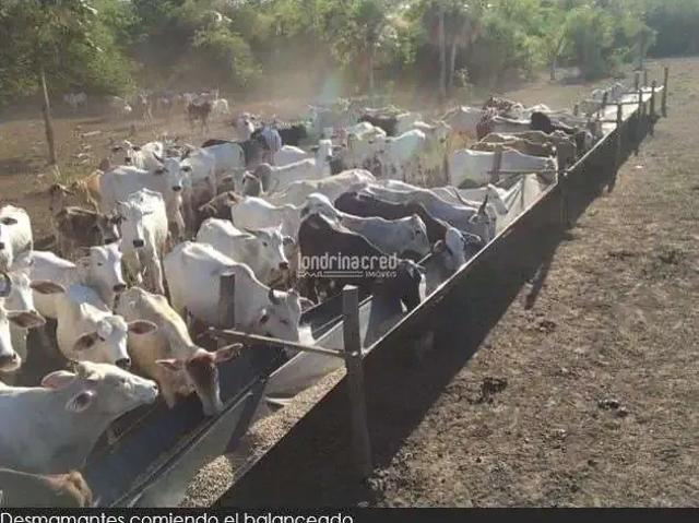 Fazenda para Venda em Foz do Iguaçu/PR Área Rural de Foz do Iguaçu