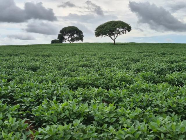 Fazenda para Venda em Formosa/GO Bezerra