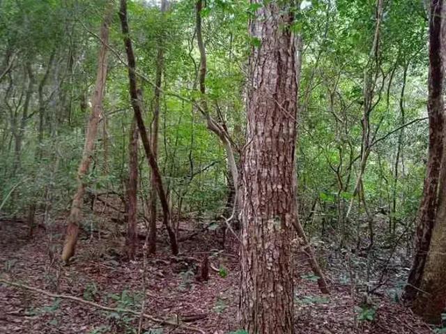 Fazenda para Venda em Fernando Falcão/MA Zona Rural