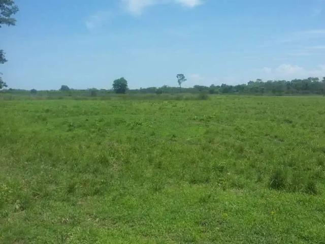 Fazenda para Venda em Flores de Goiás/GO Zona Rural