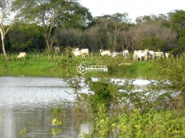 Fazenda para venda em Centro, Juvenília