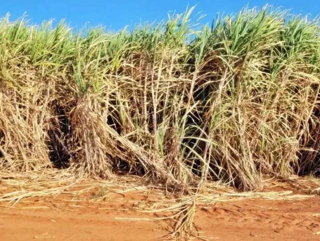 Fazenda para Venda em Icém/SP Zona Rural