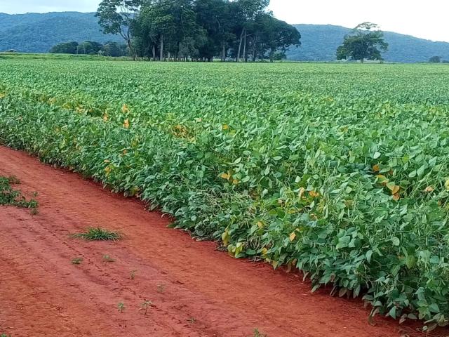Fazenda para Venda em Itaberaí/GO Zona Rural