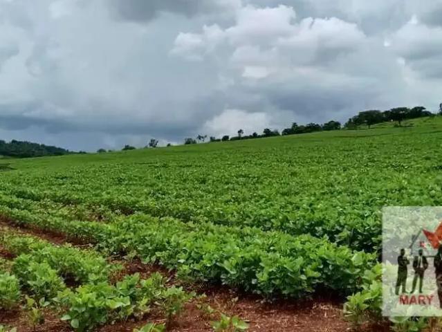 Fazenda para Venda em Itamogi/MG Centro