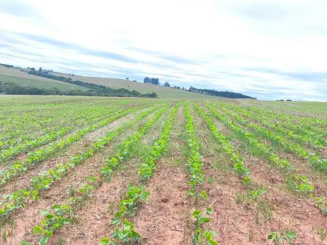 Fazenda para Venda em Itaporanga/SP Centro 2 Quartos