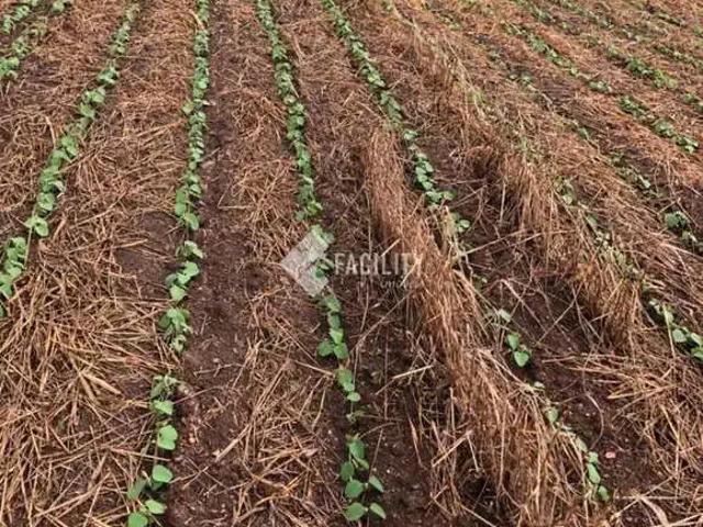 Fazenda para Venda em Itapetininga/SP Área Rural de Itapetininga 1 Quartos