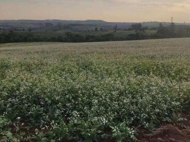 Fazenda para Venda em Itapetininga/SP Morada do Sol