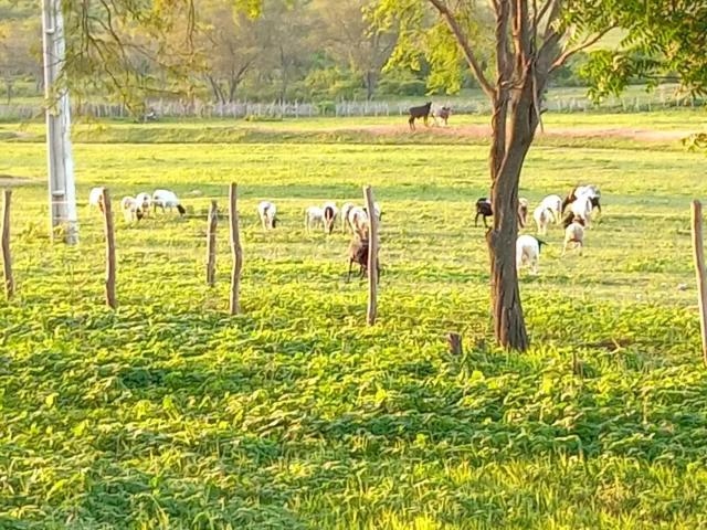 Fazenda para Venda em Itapiúna/CE Zona Rural