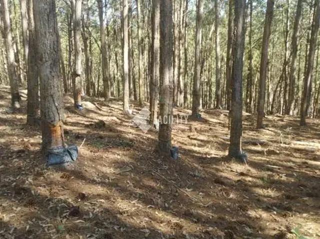 Fazenda para Venda em Itapirapuã Paulista/SP Ribeirão da Várzea 1 Quartos