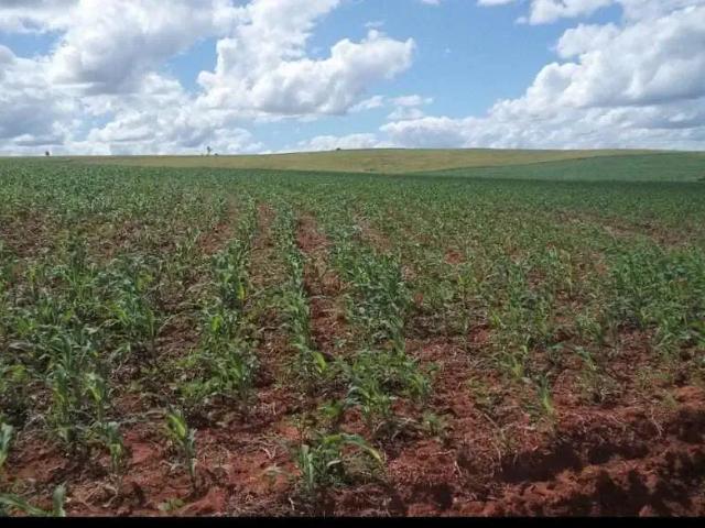 Fazenda para Venda em Itararé/SP Zona Rural 4 Quartos