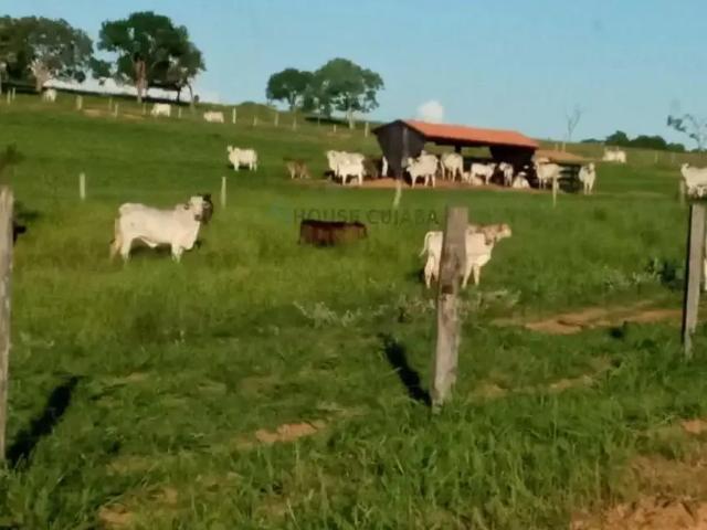 Fazenda para Venda em Itiquira/MT Zona Rural 3 Quartos