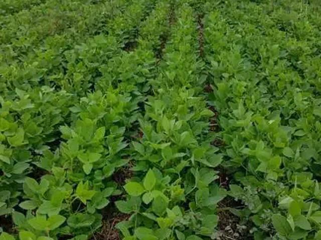 Fazenda para Venda em João Pinheiro/MG Zona Rural
