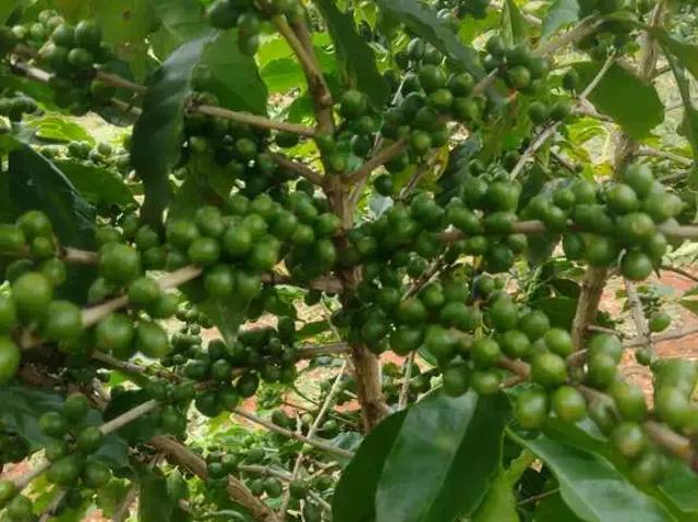 Fazenda para Venda em Jacutinga/MG Congonhas