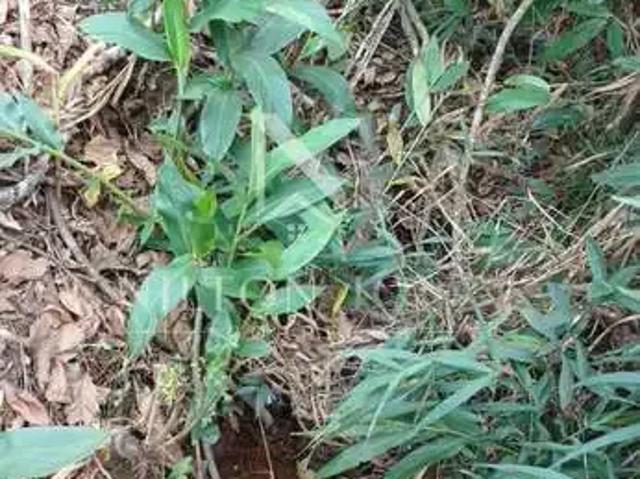 Fazenda para Venda em Jacutinga/MG Zona Rural 3 Quartos