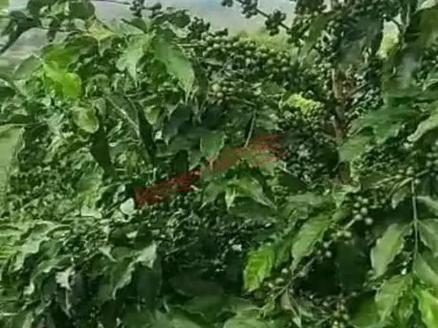Fazenda para Venda em Jacutinga/MG Zona Rural 3 Quartos