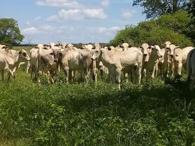 Fazenda para Venda em Jaíba/MG Centro 10 Quartos