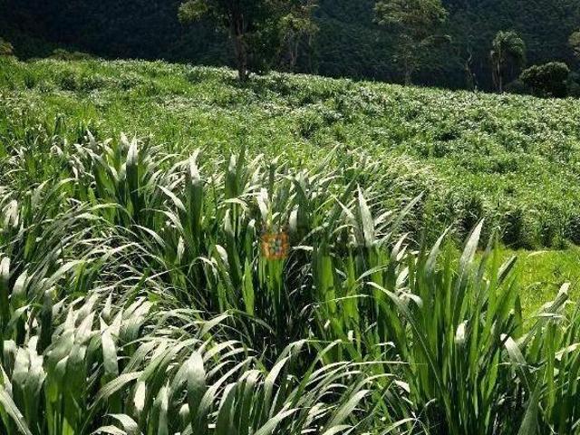 Fazenda para venda em Jambeiro