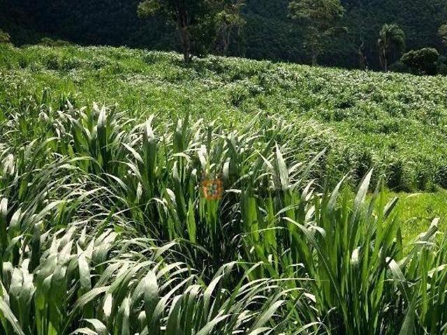 Fazenda para venda em Jambeiro