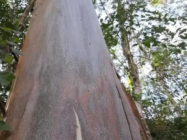 Fazenda para Venda em Juiz de Fora/MG Área Rural de Juiz de Fora 1 Quartos
