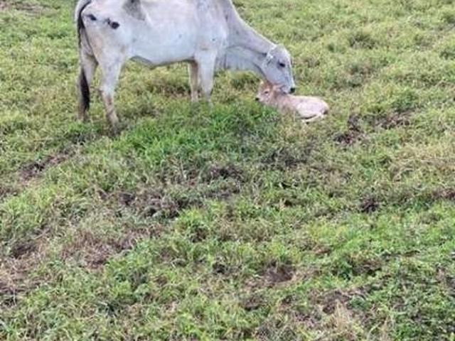 Fazenda para Venda em Juquiá/SP Zona Rural