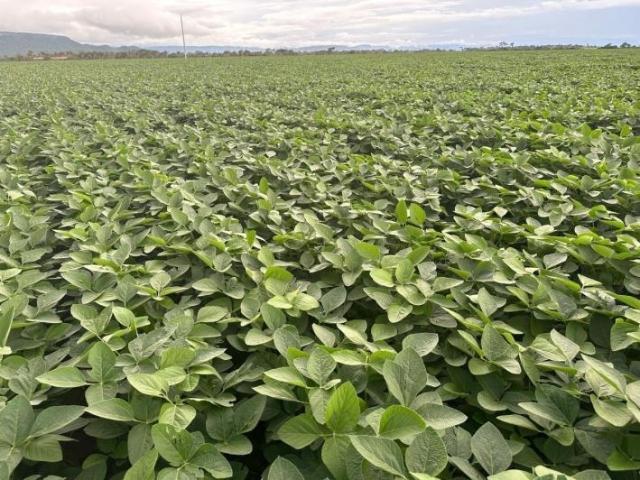 Fazenda para Venda em Jussara/GO Zona Rural