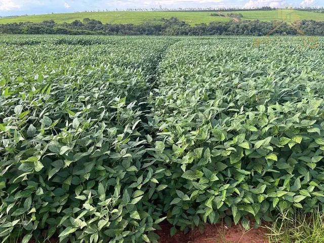 Fazenda para Venda em Ourinhos/SP Área Rural de Ourinhos