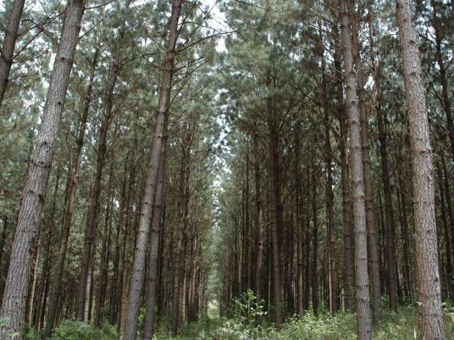 Fazenda para Venda em Lages/SC Área Rural de Lages