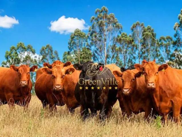 Fazenda para Venda em Lapa/PR Centro 3 Quartos