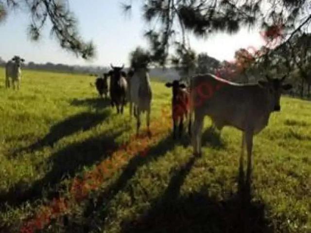 Fazenda para Venda em Limeira/SP Jardim da Balsa 3 Quartos