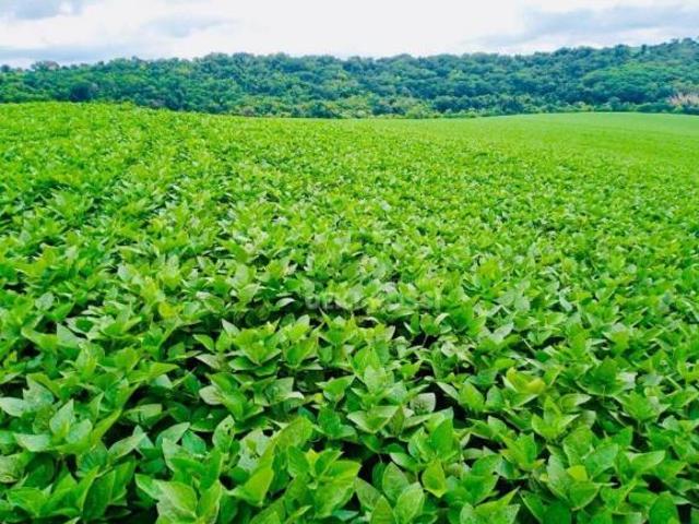 Fazenda para venda em Limoeiro, Londrina