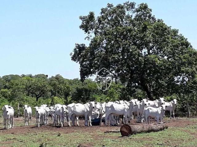 Fazenda para Venda em Luciara/MT Zona Rural