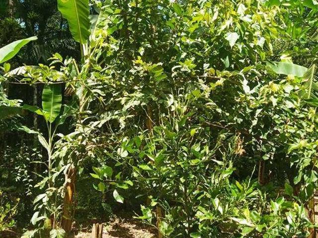 Fazenda para Venda em Mongaguá/SP Agenor de Campos