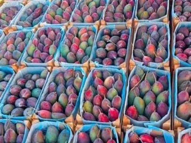 Fazenda para Venda em Manga, rural