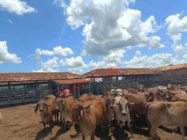 Fazenda para Venda em Manga/MG Zona Rural