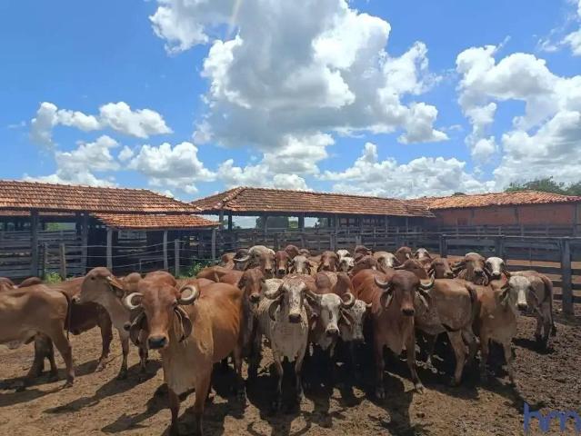 Fazenda para Venda em Manga/MG Zona Rural