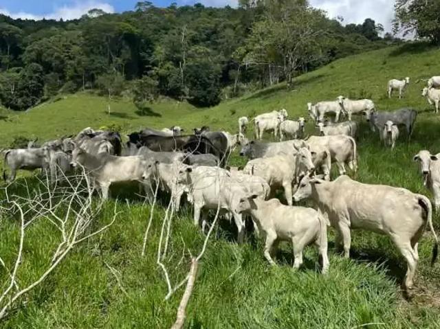 Fazenda para Venda em Maraial/PE Zona Rural 5 Quartos