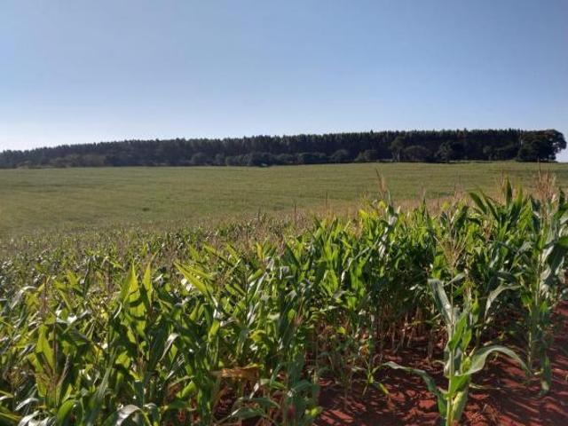 Fazenda para venda em Maringá