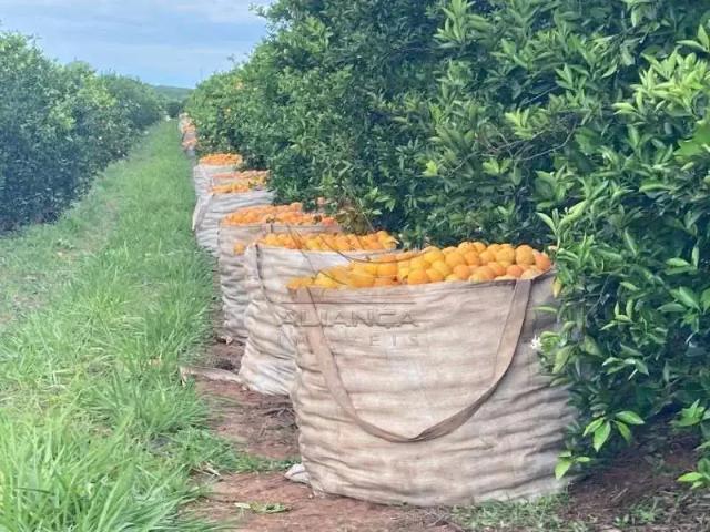 Fazenda para Venda em Marília/SP Área Rural de Marília 1 Quartos