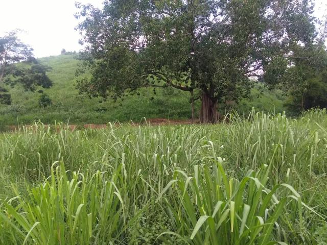 Fazenda para Venda em Mimoso do Sul/ES Zona Rural