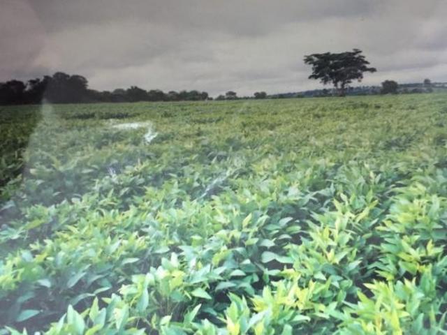 Fazenda para venda em Mirim, Ituiutaba