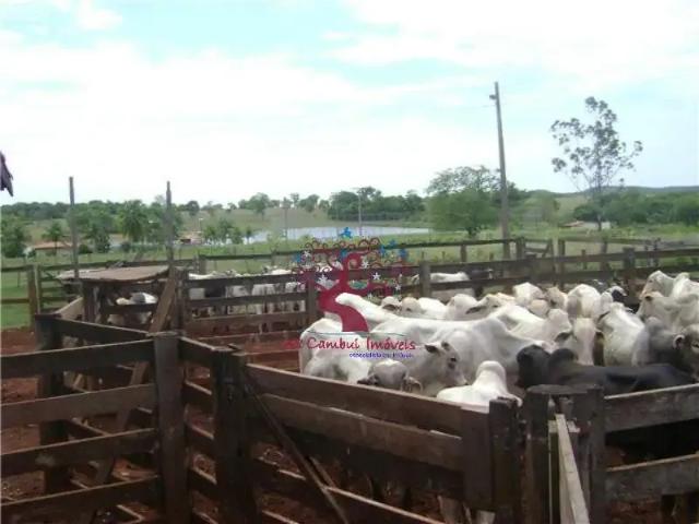 Fazenda para Venda em Mundo Novo/GO Zona Rural 8 Quartos