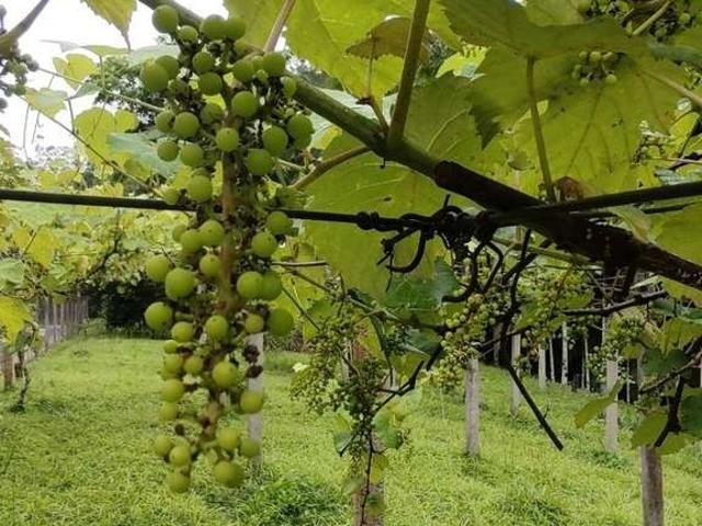 Fazenda para Venda em Nova Trento/SC Claraíba 1 Quartos