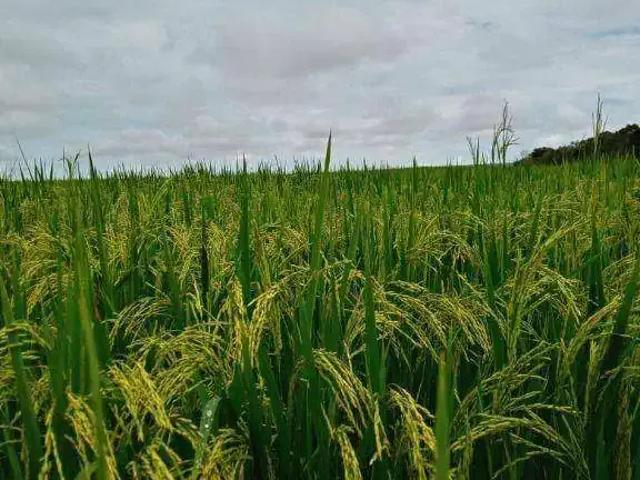 Fazenda para Venda em Nova Monte Verde/MT Zona Rural