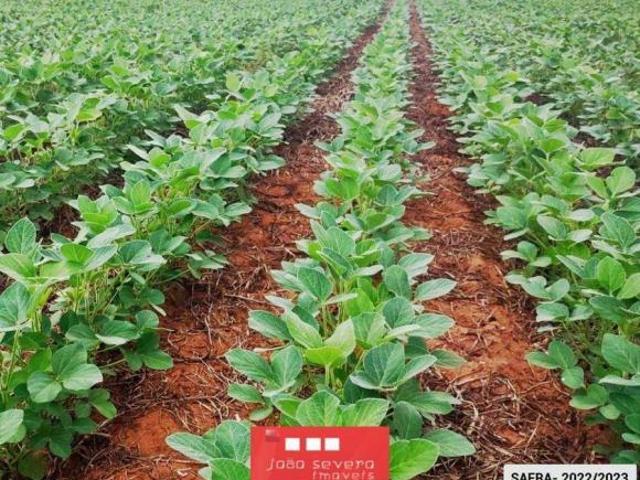 Fazenda para Venda em Nova Mutum