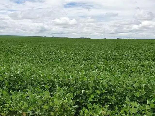 Fazenda para Venda em Nova Mutum/MT Área Rural de Nova Mutum